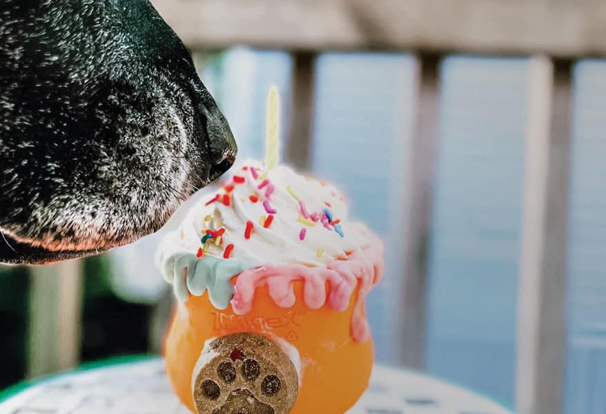 Stuffed West Paw Toppls, Bravo! Duck Feet and More Hot Sellers in ...