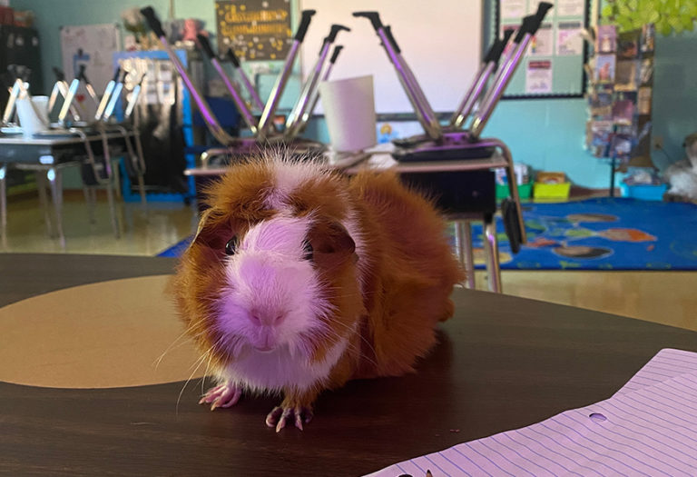 Survey Shows Classroom Pets Enhance Learning Experience for Students ...
