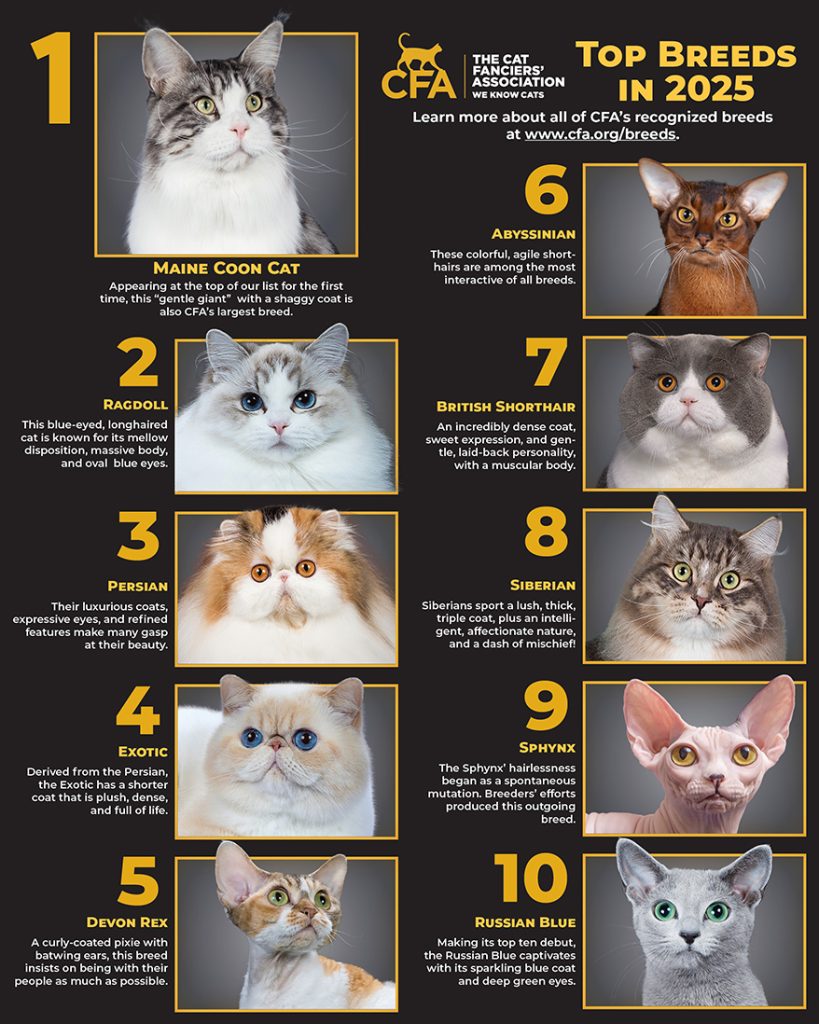 Cat Fanciers’ Association Reveals Top 10 Pedigree Breeds for 2025 ...