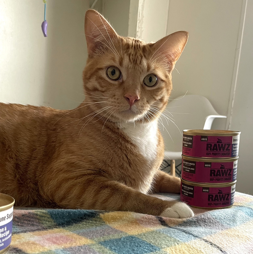 RAWZ Donates Over $240,000 in Cat Food to Shelter Animals - PETSPLUSMAG.COM